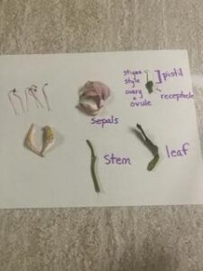 Peruvian Lily Dissection | Virtually BGCMC